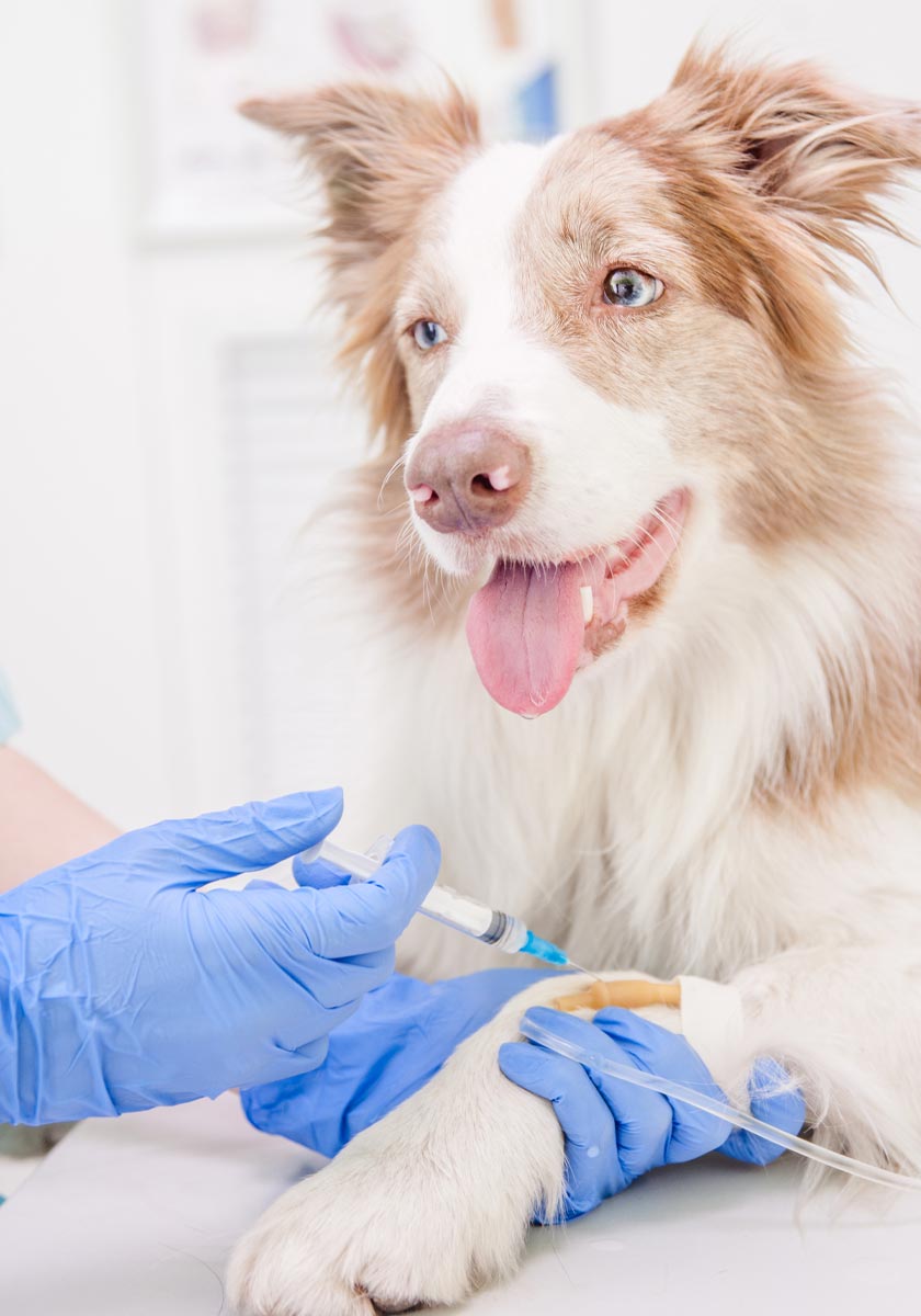 Veterinary Laboratory Testing in Newtown Square, PA | United Vision Pet ...