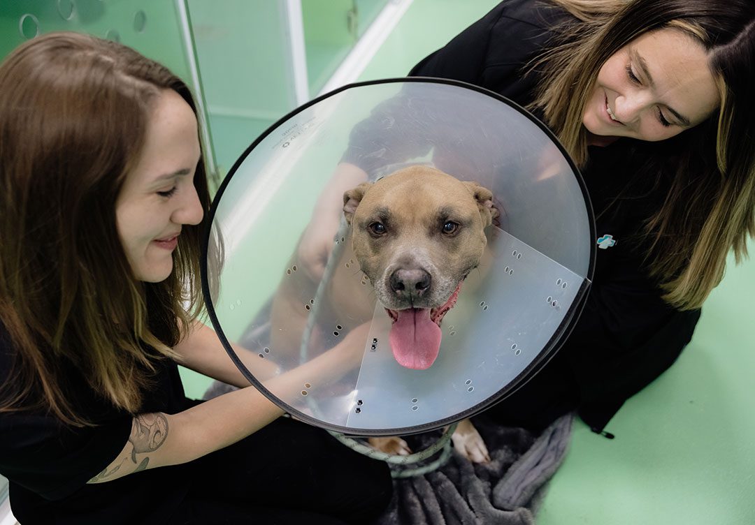 Veterinary Careers in Newtown Square, PA | United Vision Pet Partners