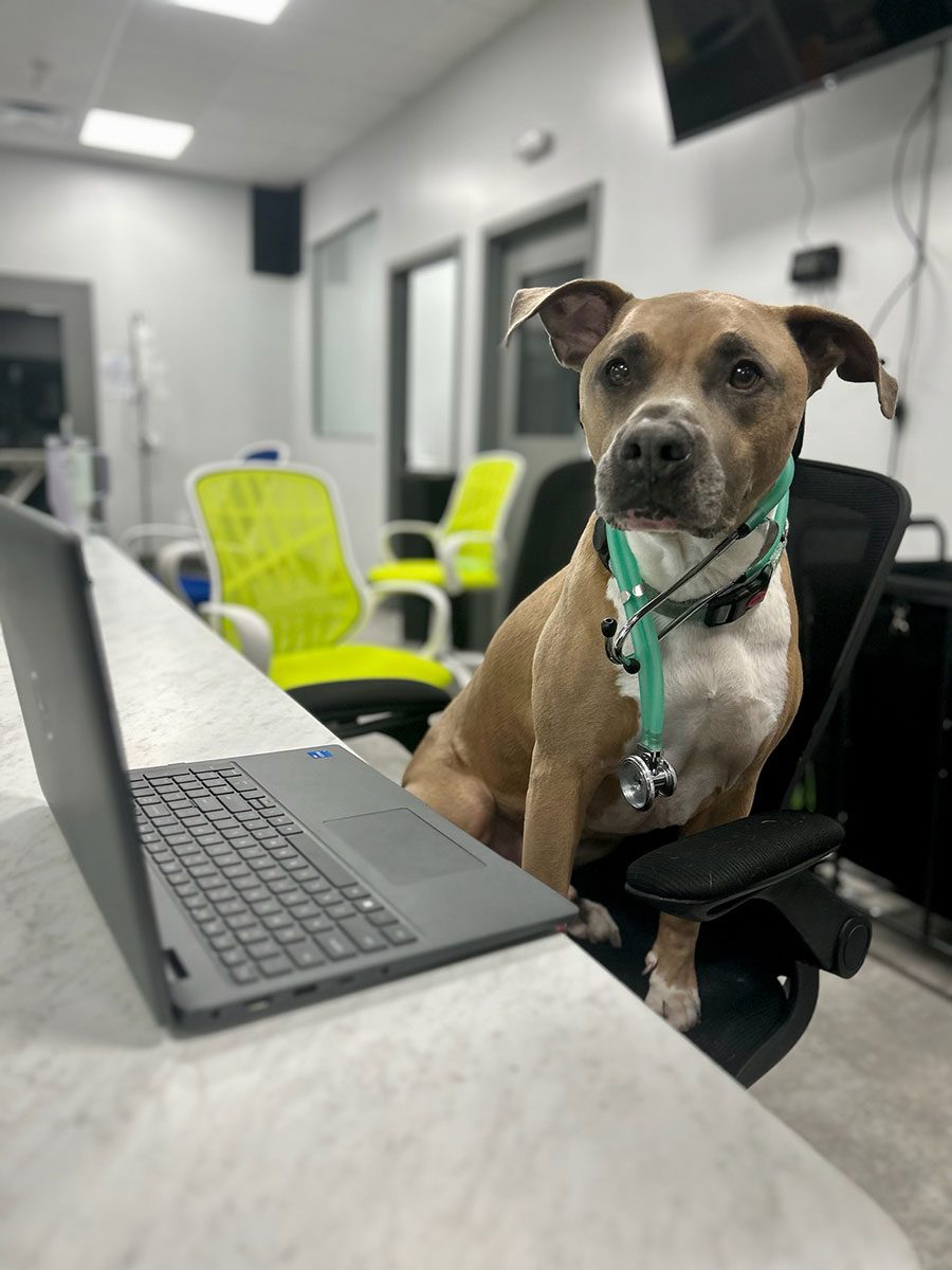 Veterinary Careers in Newtown Square, PA | United Vision Pet Partners